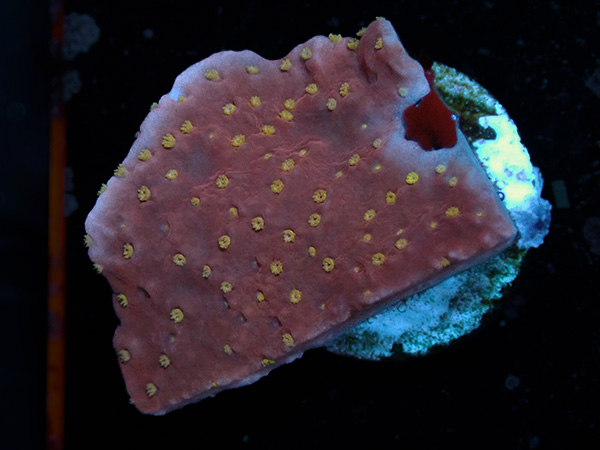 Montipora Cup Yellow polyp(No.01） アクアテイラーズ